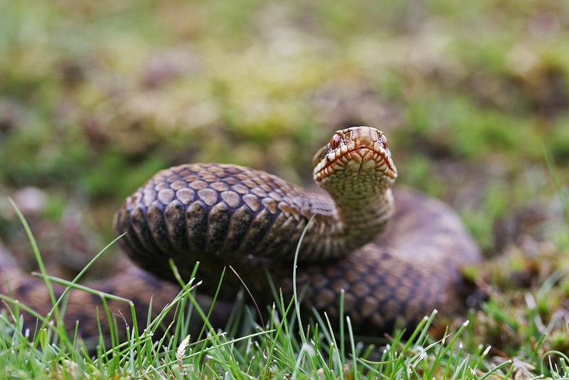 European Adder | Snakes