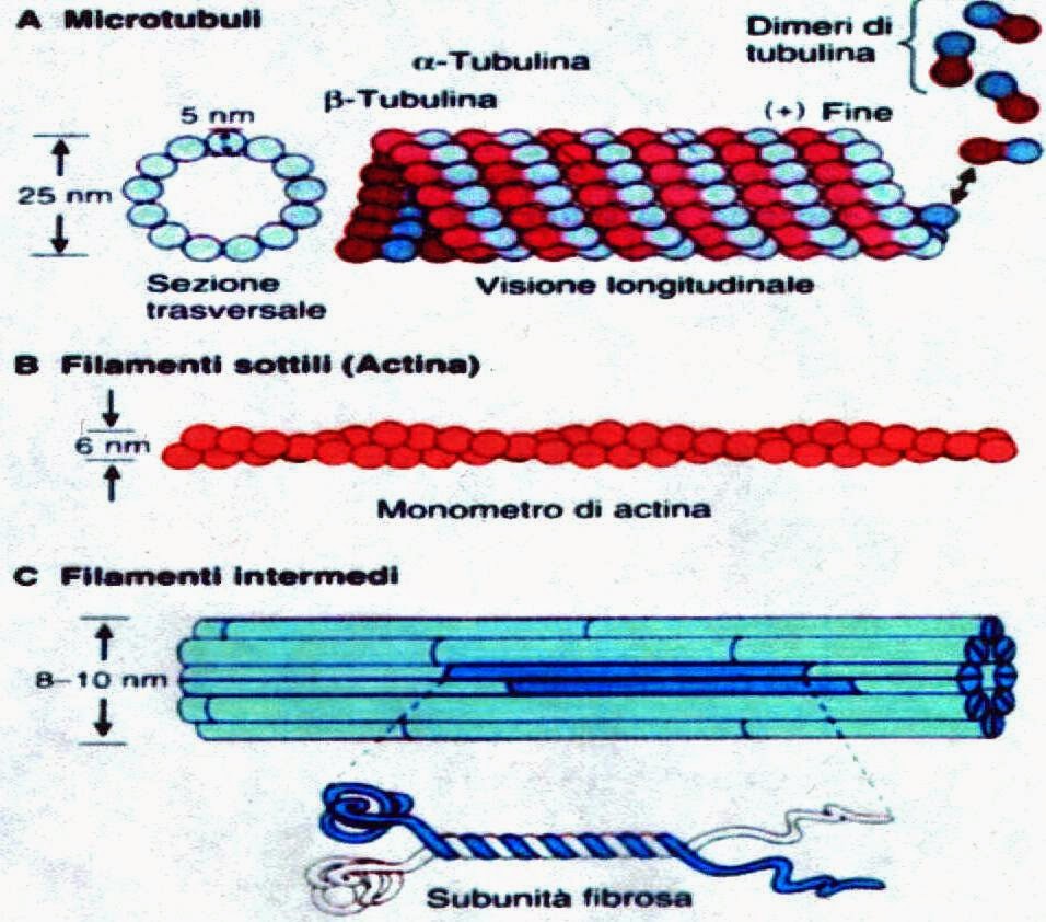 La Guida al Test di Medicina: Citoscheletro