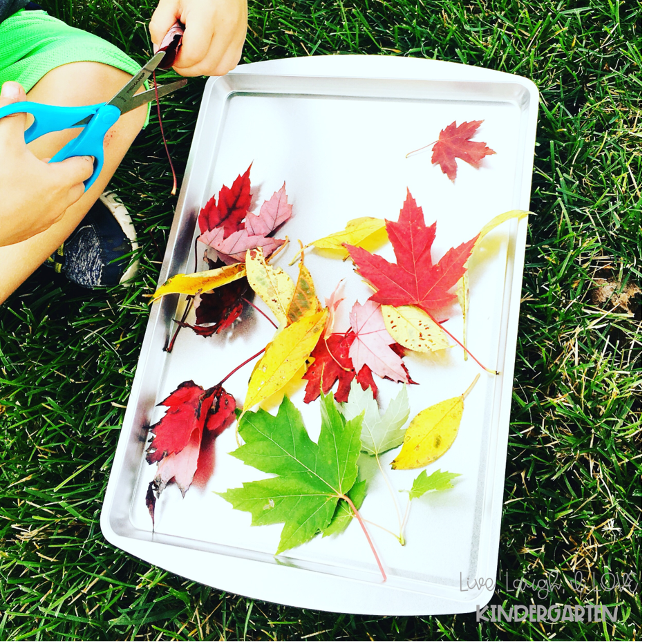 Once we found the leaves we used them to practice cutting! Such an easy ...