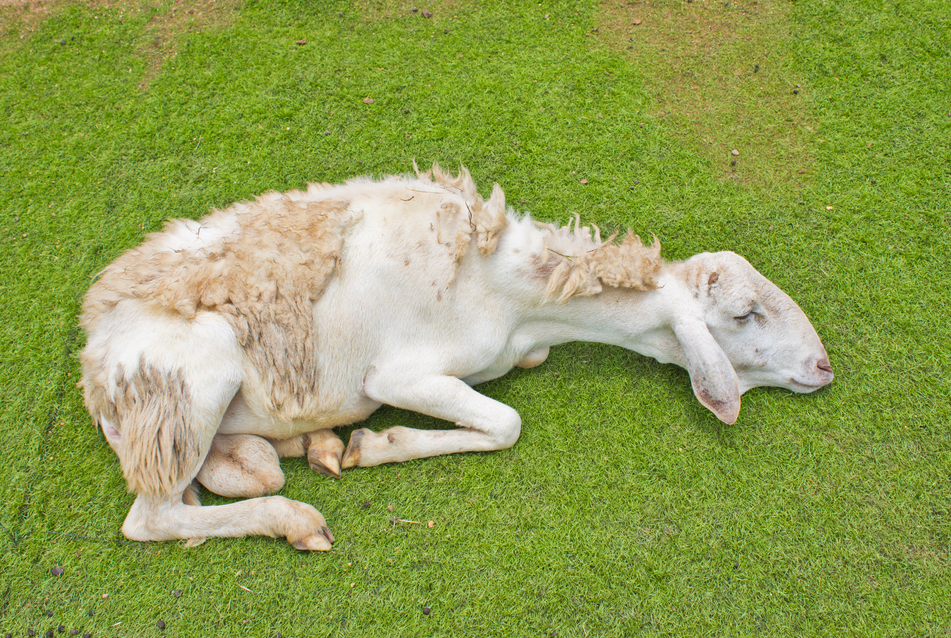 La tremblante du mouton et de la chèvre ~ science et médecine vétérinaire