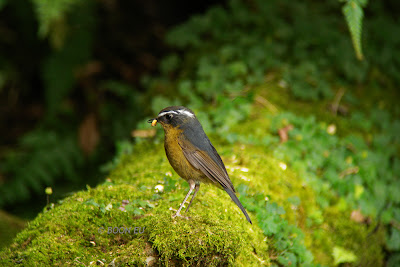 ALL-WILD...: White-browed Bush Robin, My Lifer.