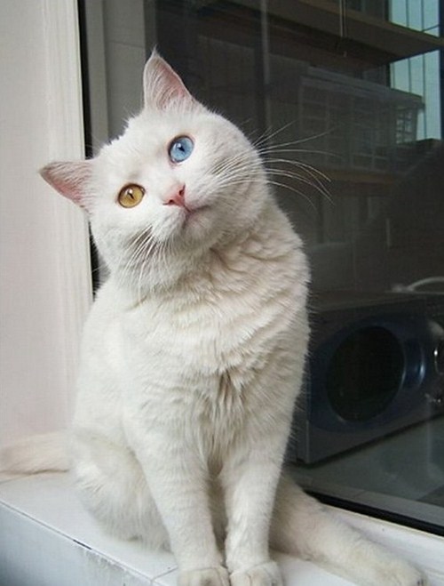 Heterochromia Cats (7 Pics) | Web Dazzler