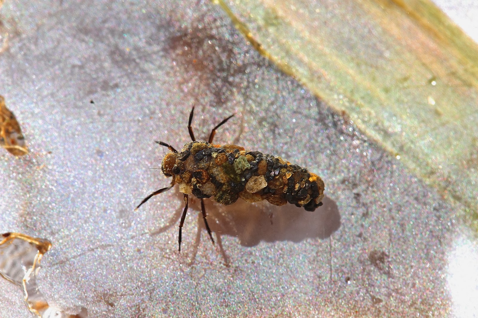 Aquatic Insects of Central Virginia: Neophylax fuscus in Buck Mt. Creek ...