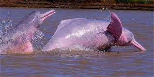 Tonina o delfín rosado (Inia geoffrensis)