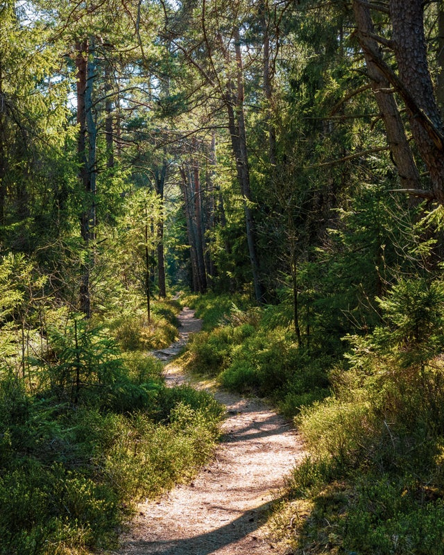 Sociolatte: Beautiful German Forest