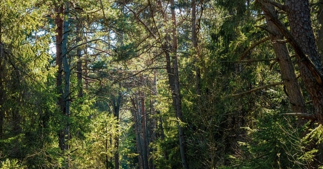 Sociolatte: Beautiful German Forest