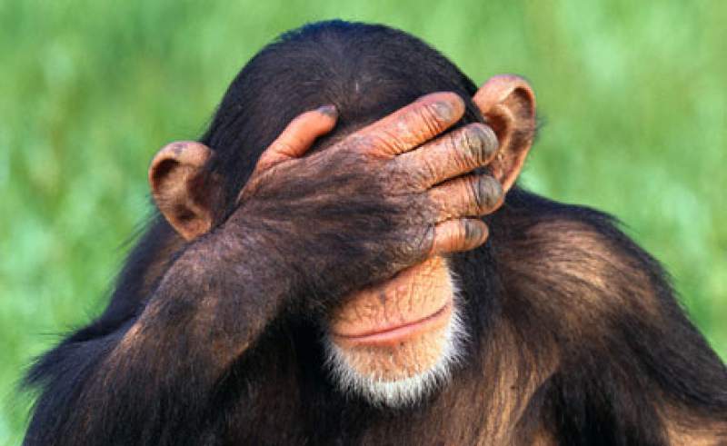 Animales considerados los más inteligentes del mundo