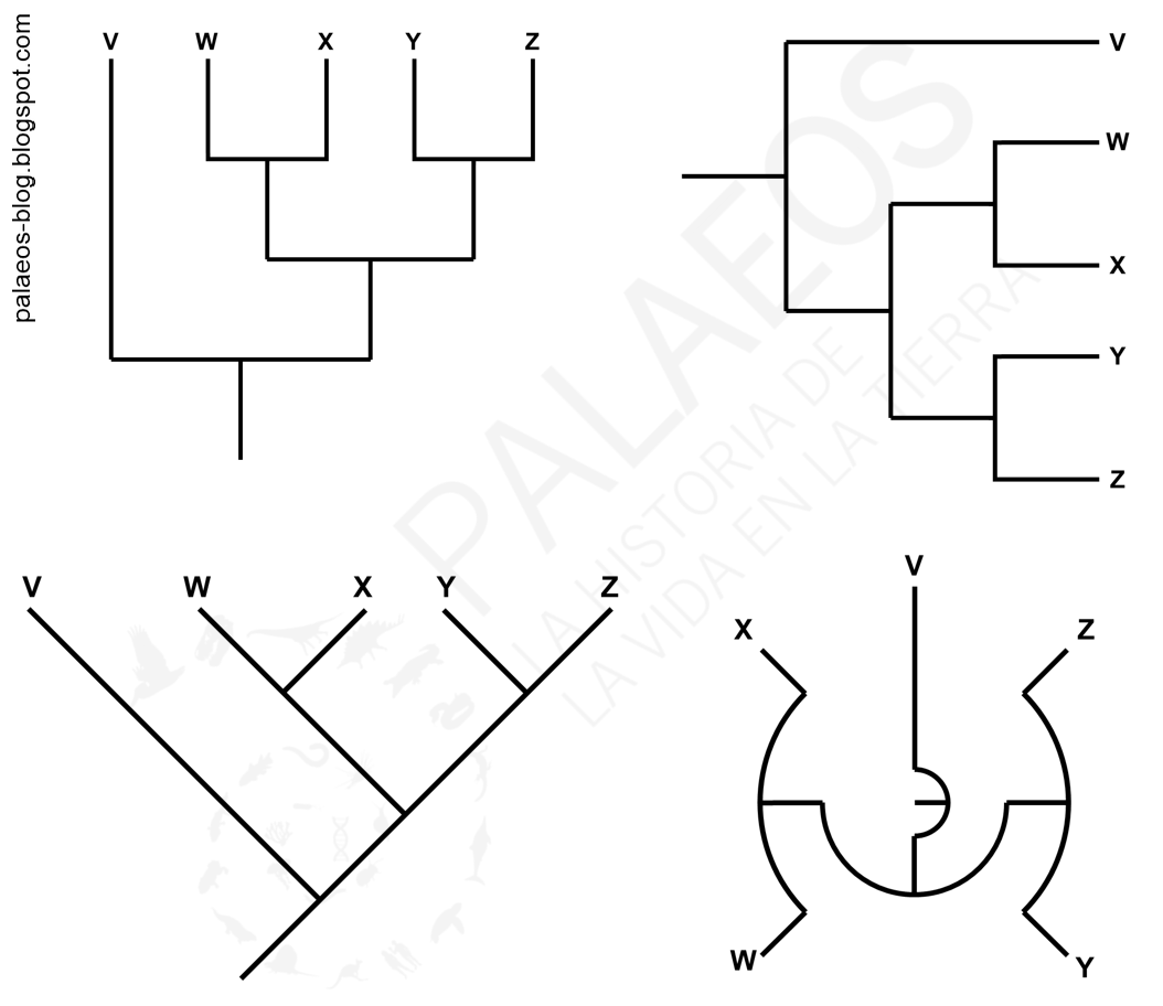 Palaeos, la historia de la Vida en la Tierra: Cómo leer un cladograma