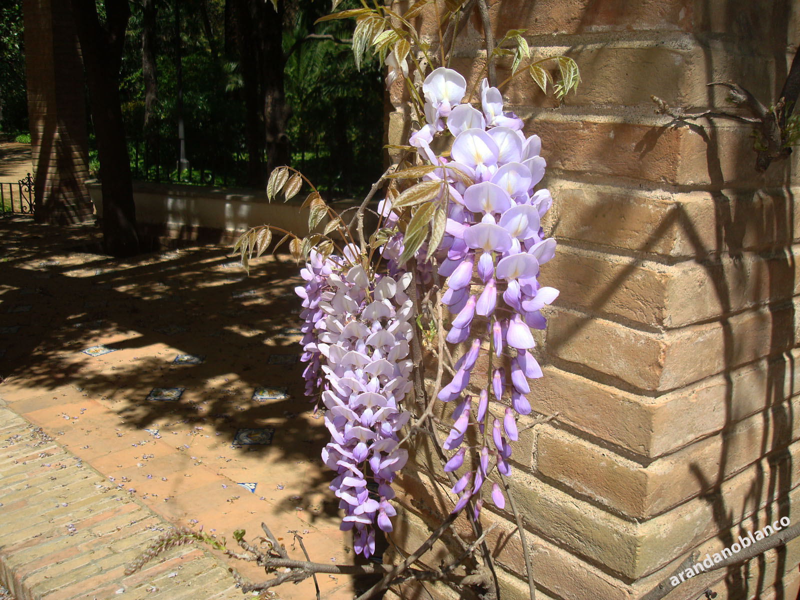 arbustosensevilla-encinarosa: Glicinia / Wisteria sinensis / Visteria