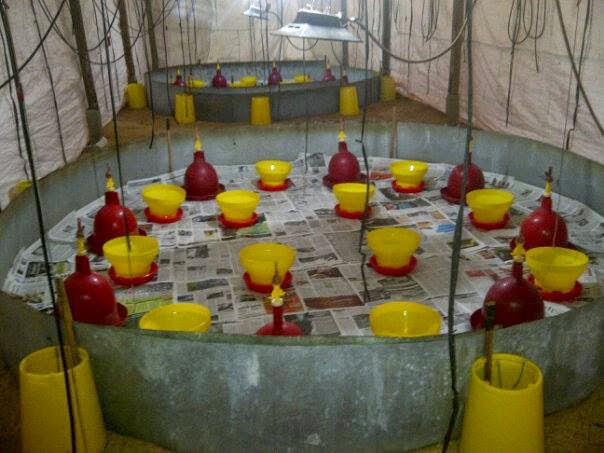 TIPS IRIT BAHAN BAKAR TANPA MENGURANGI KUALITAS BROODING PADA ...