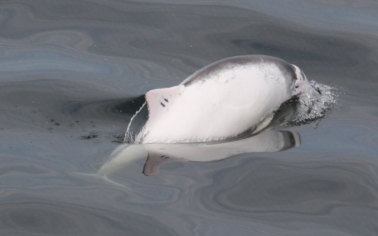 Blue Ocean Society's Whale Sightings: September 25- Prince of Whales