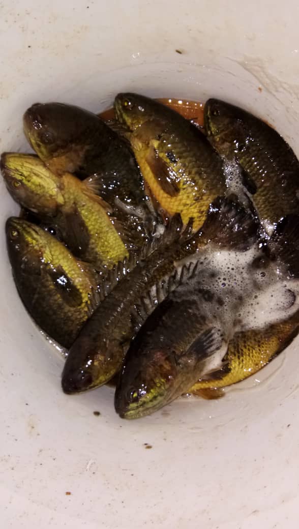 Warisan Petani: Ikan Puyu