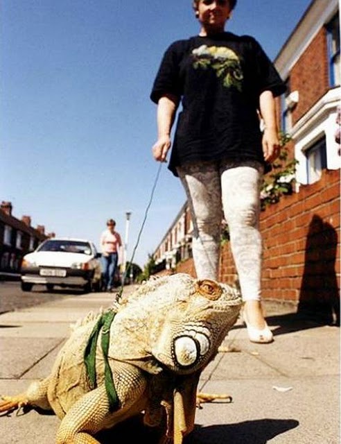 sfesfefefeeg: 11 amazing and unusual pets