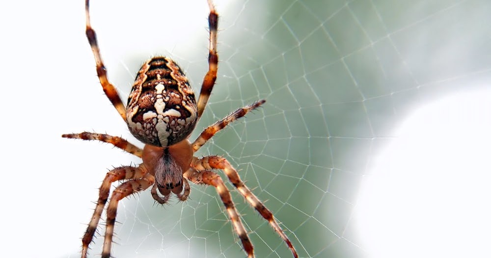 Mga Kwento ng Alamat sa Pilipinas: Alamat ng Gagamba