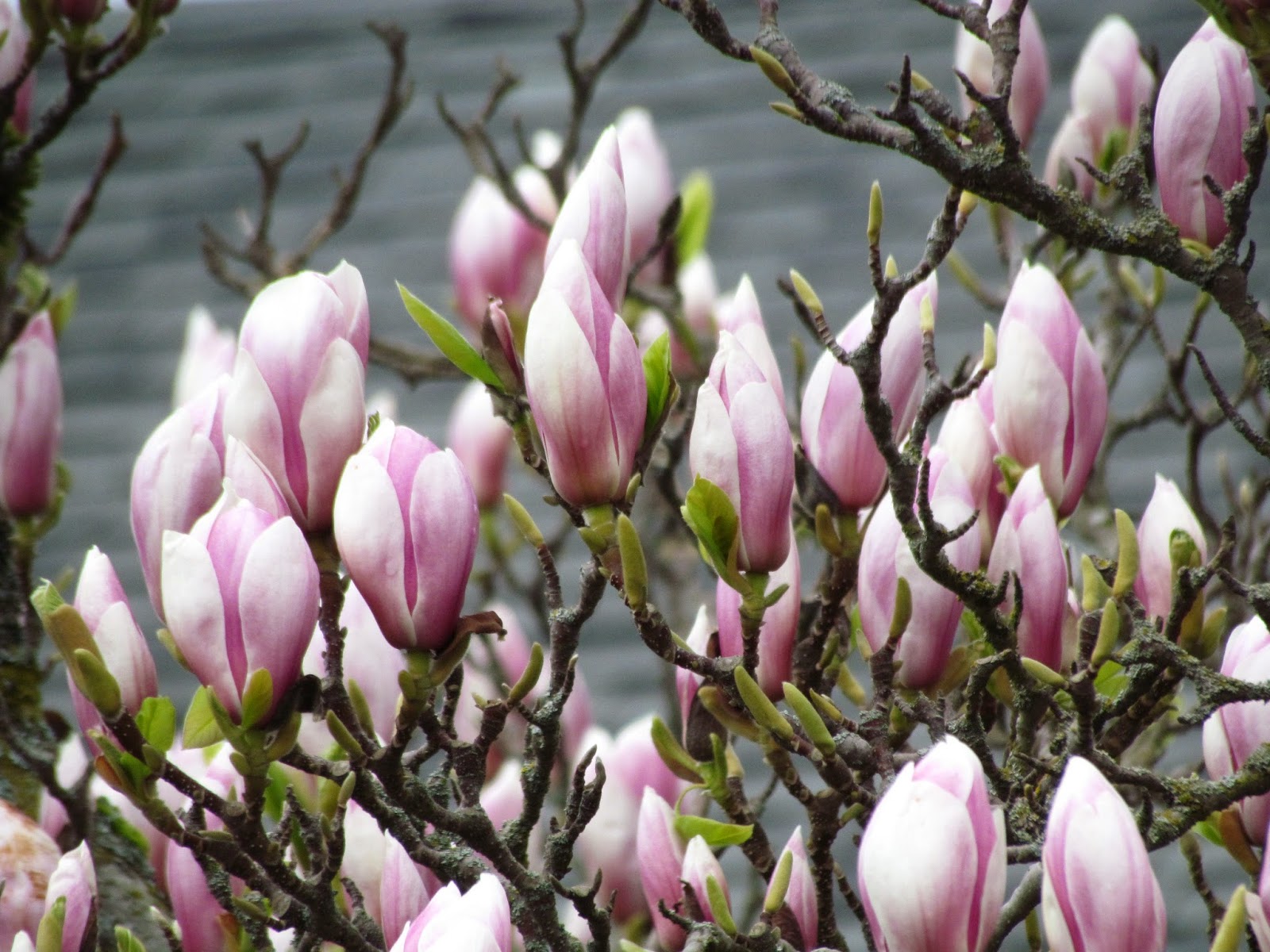 Scene Through My Eyes: More Signs of Spring