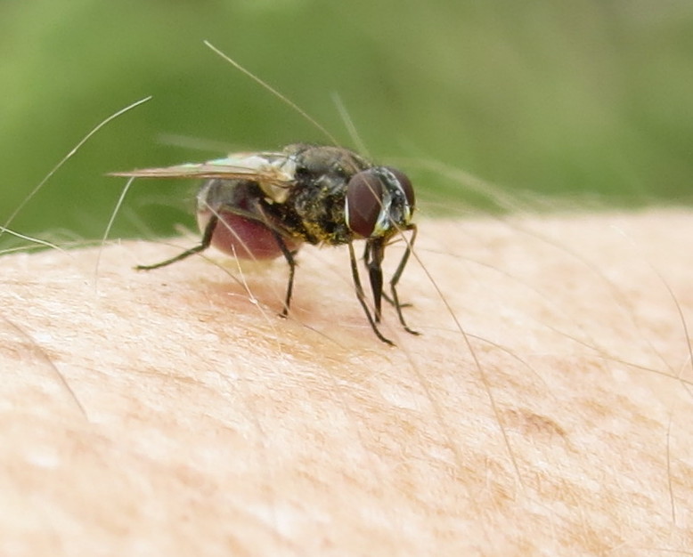 Bug Eric: The Stable Fly