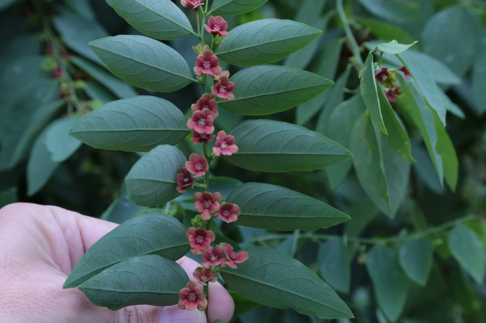 Plants that Feed the World: Sauropus androgynus, more than meets the eye!