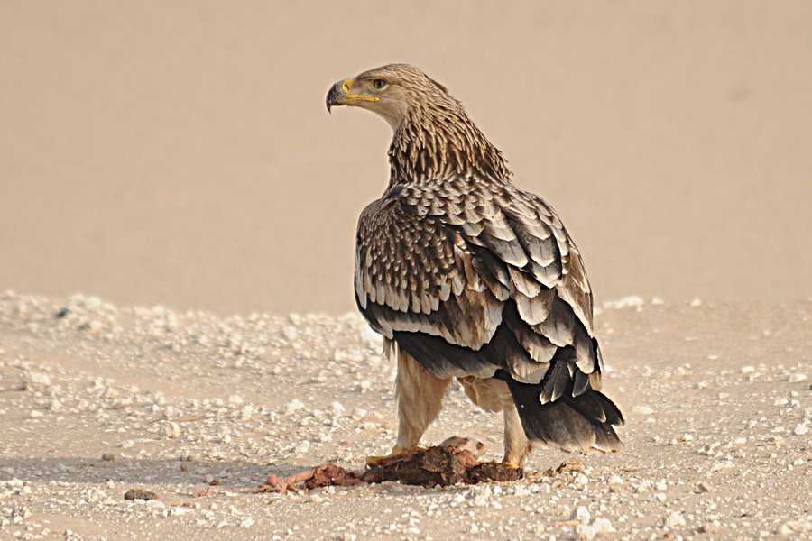 Birds of Saudi Arabia: Eastern Imperial Eagle - North of Jabal Nayriyyah