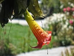 irene: LEYENDA DE LA KANTUTA