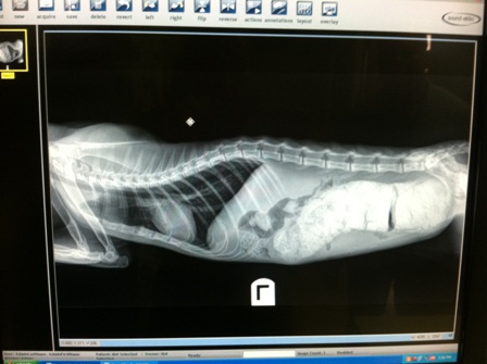 Diary of a Real-Life Veterinarian: Constipation in Cats