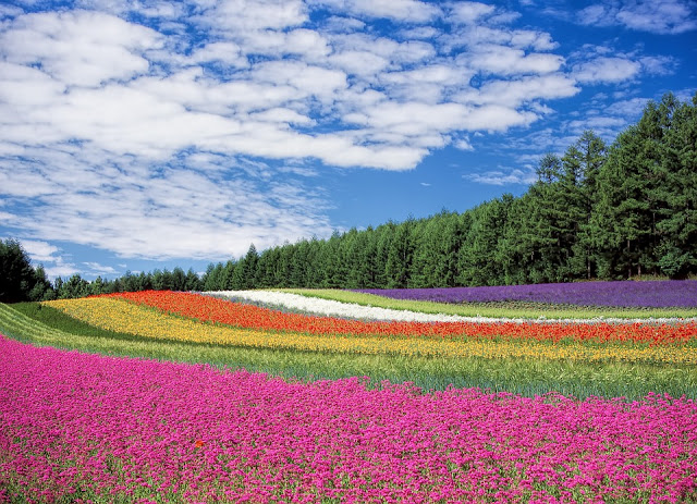 The Charm of Furano`s 4 Seasons ~ Go to Hokkaido
