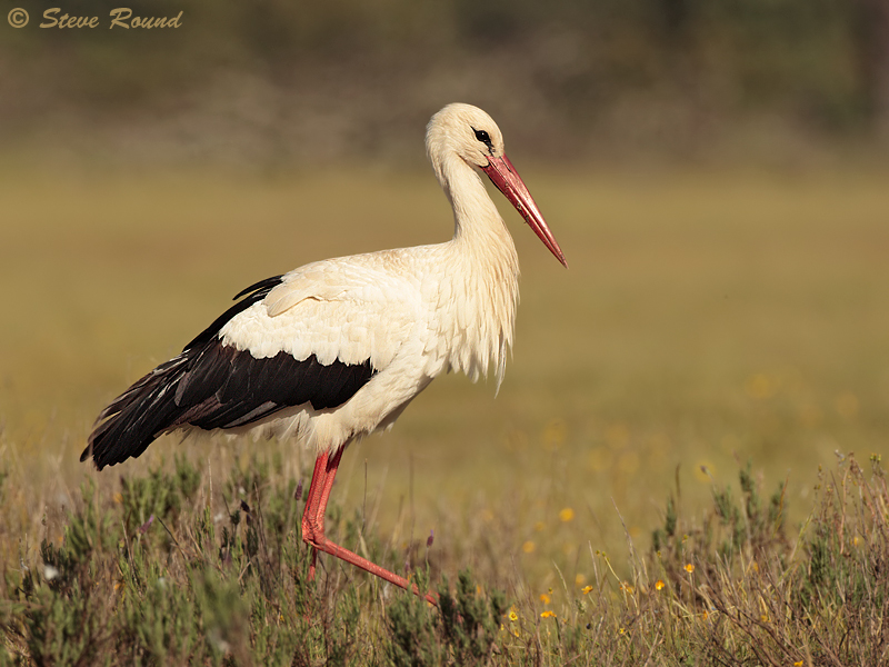 Steve Round Wildlife Photography: White Storks From Spain