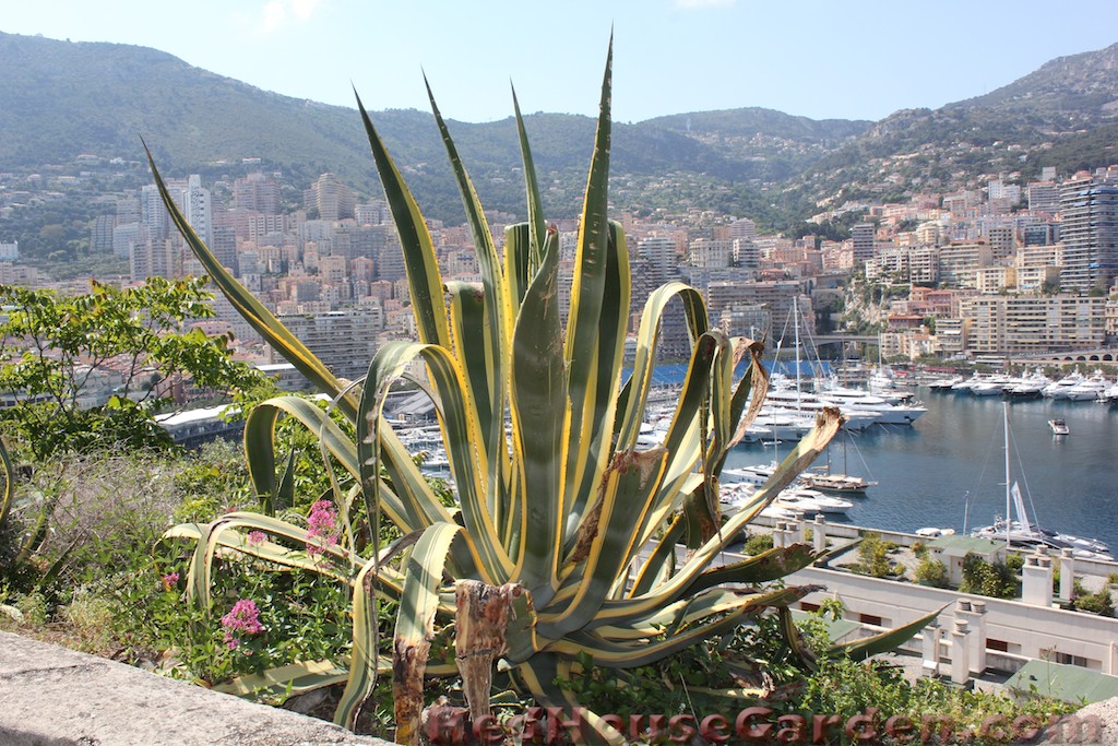 Red House Garden: Monaco and Garden Space