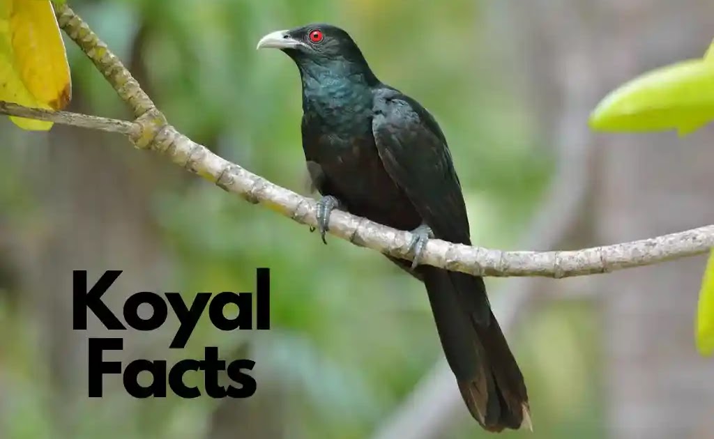 40 Information Facts About Koyal Koel In Hindi 40-information-facts-about-koyal-koel-in-hindi