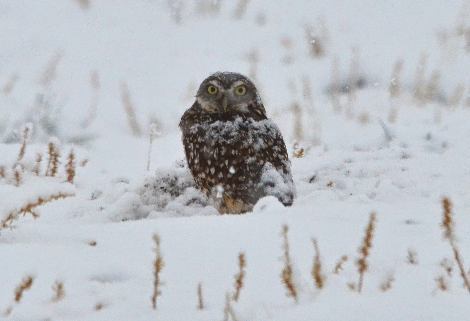 Bill Schiess' Wild in Idaho - Experiences and Essays of Life: Spring ...