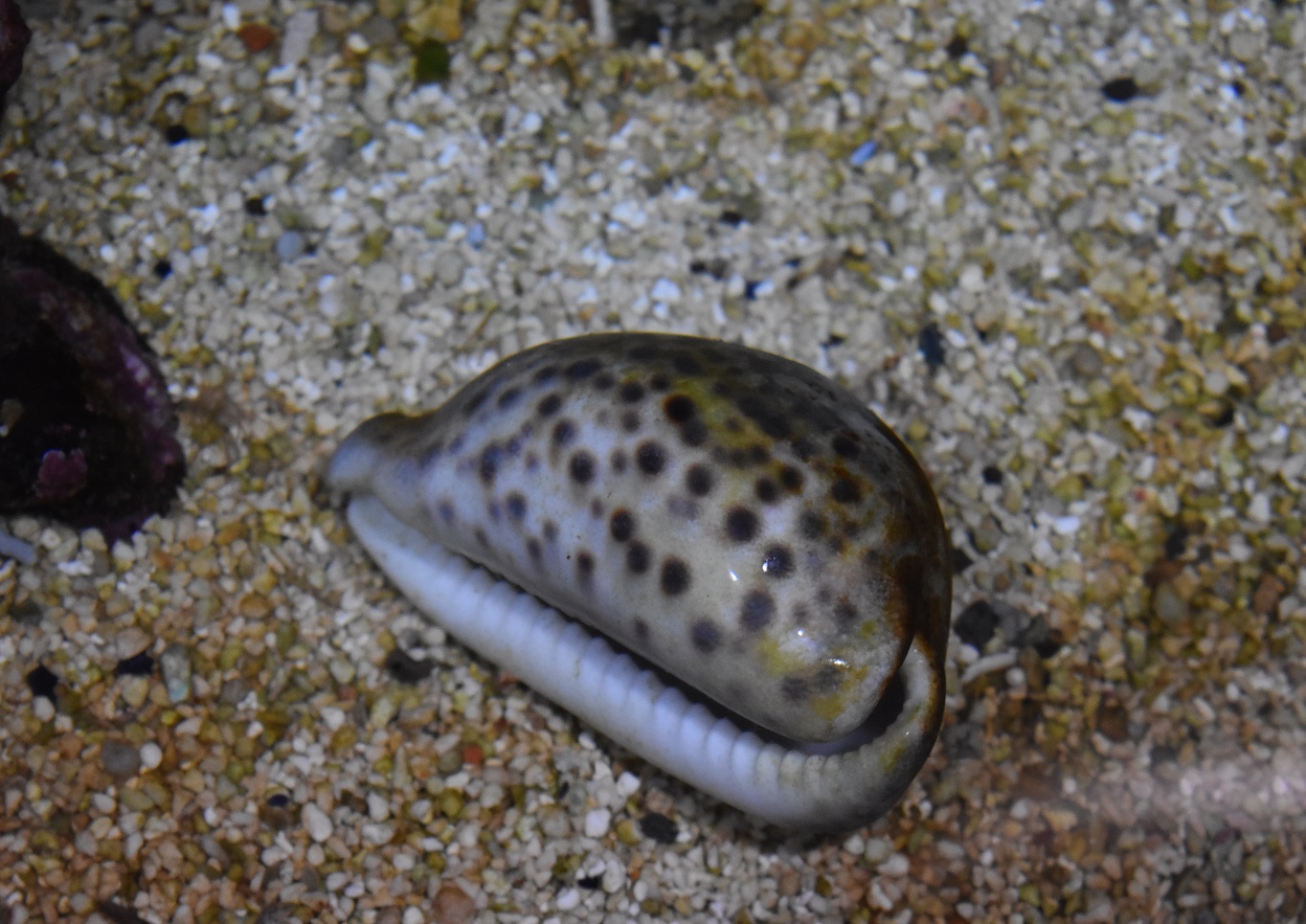 ZOOTOGRAFIANDO (6.096 ANIMALS): CONO TIGRE / TIGER COWRIE (Cypraea tigris)