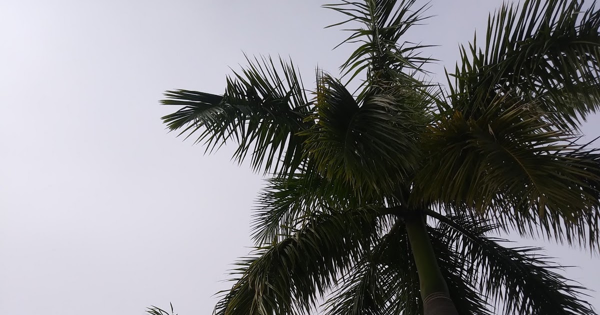 To the Land Where the Bong Tree Grows