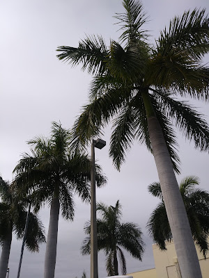 To the Land Where the Bong Tree Grows