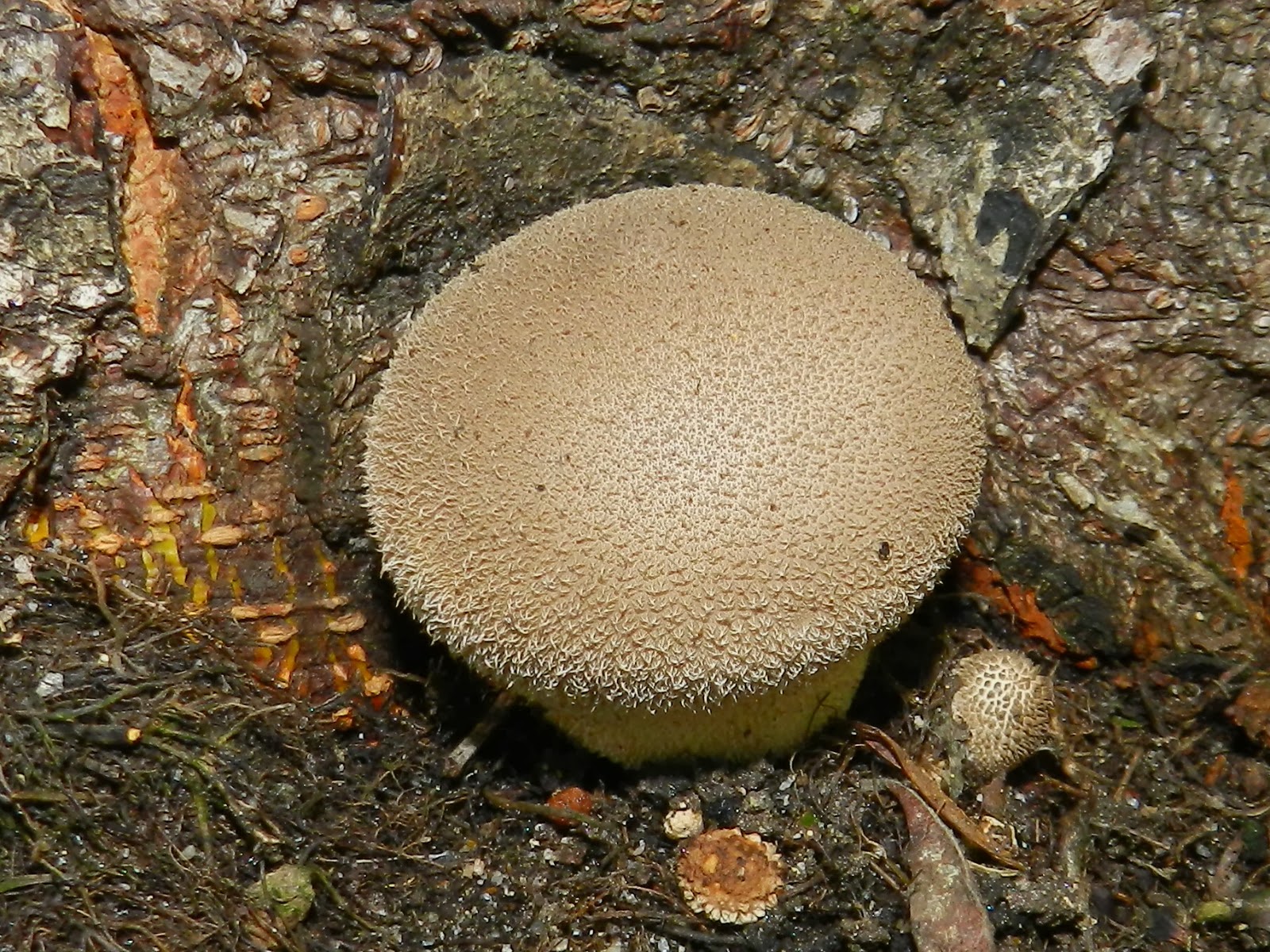 Recursos medioambientales: Hongos octubre 2013