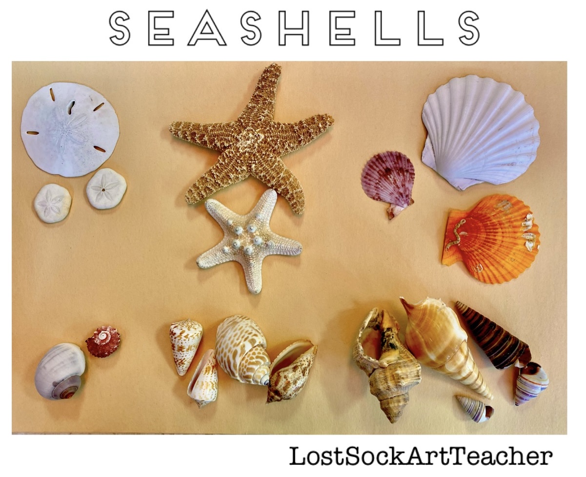 The Lost Sock : SeaShells by the SeaShore