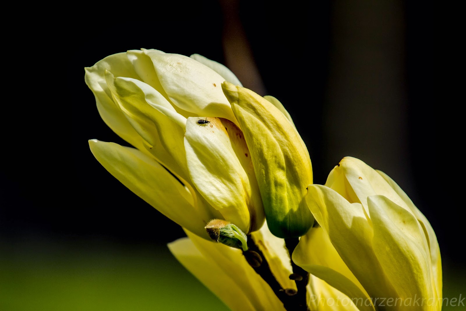 PhotoMarzenakramek: Gul magnolia
