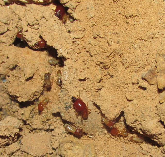 Photos and Info on Ants and Termites of Malaysia: Macrotermes Gilvus