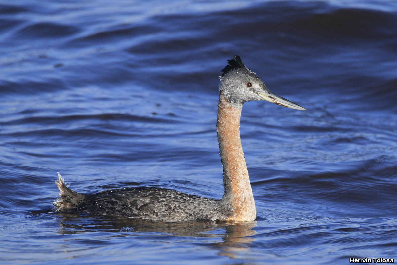 Club de Observadores de Aves de San Miguel del Monte: Censo de ...
