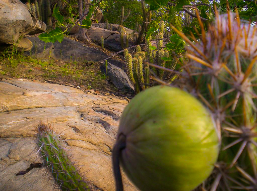 Xique-Xique: O Tesouro Espinhoso do Nordeste Brasileiro