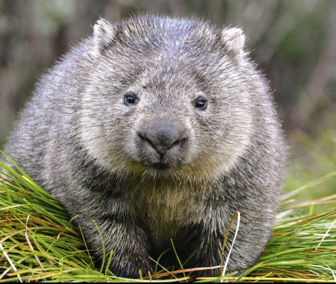 El Wombat....lo conocías?