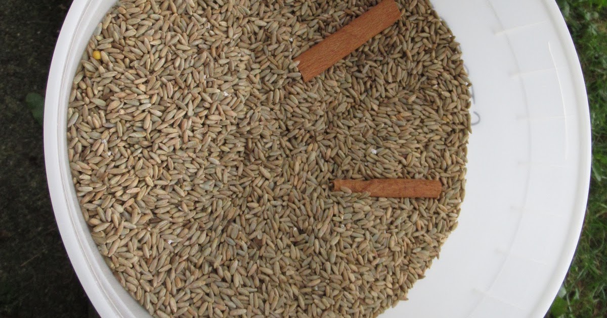 Fraser Valley Vegetable Gardener: Winter Cover Crop: Fall Rye