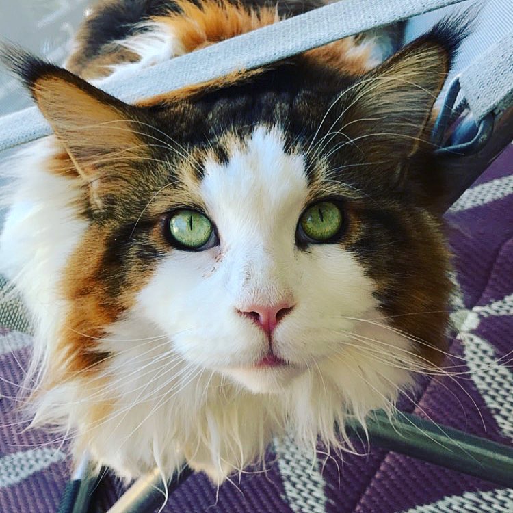 The Biggest Maine Coon Cat In The World ~ Cute Cats & Lovely Dogs