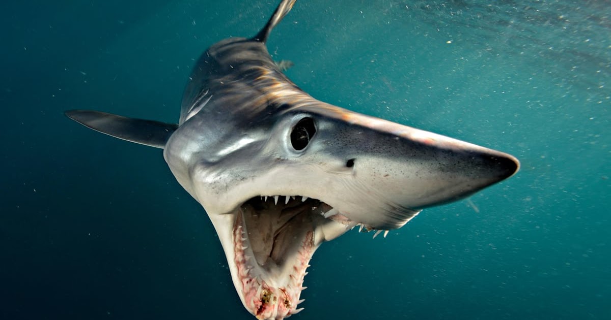 THE FASTEST SHARK IN THE WORLD