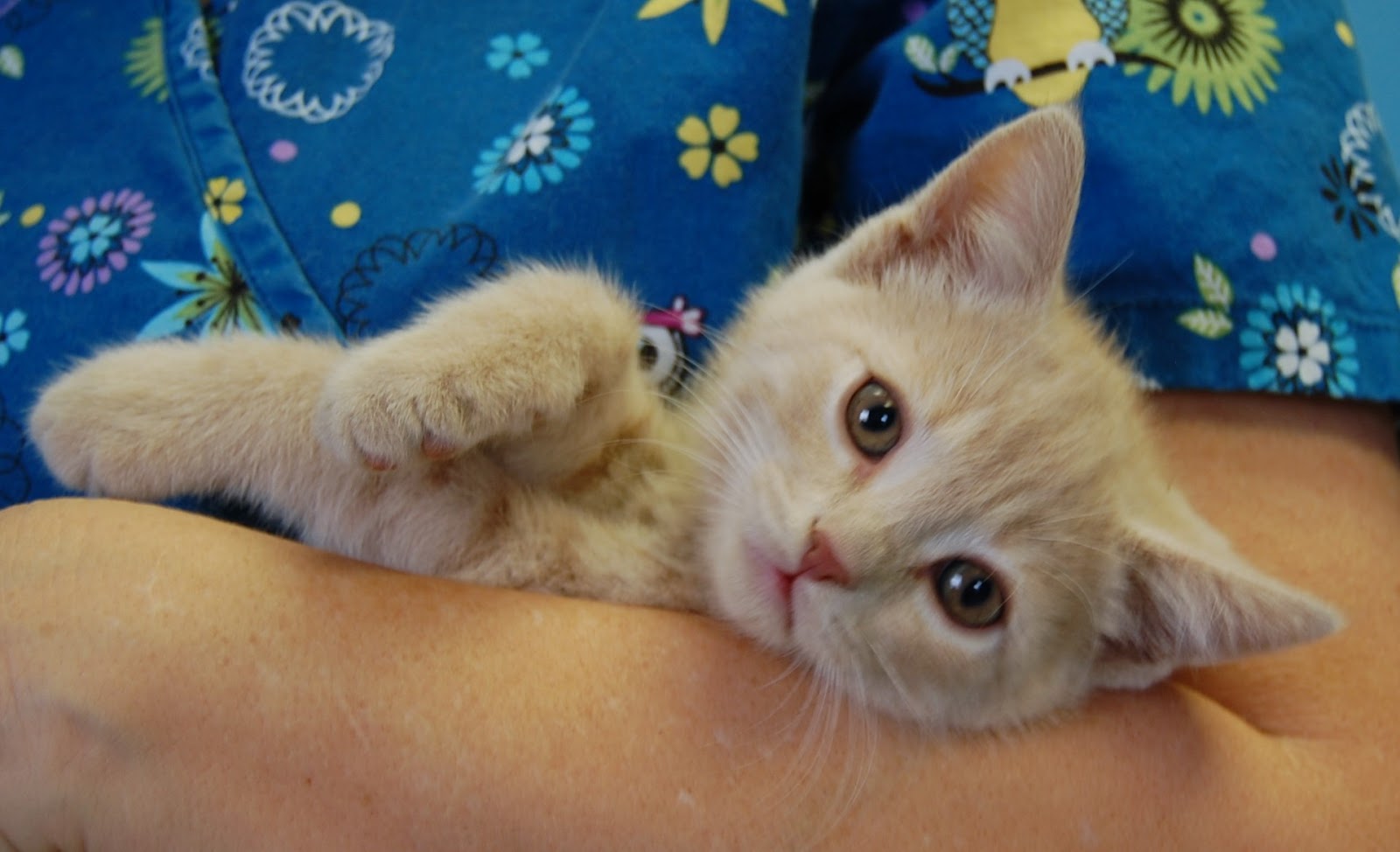 17 rescued kittens so far today need foster homes please!
