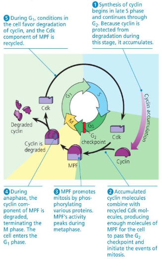 BioCool Learning: Siklus Sel