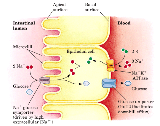 Techno-science: Cell Membrane