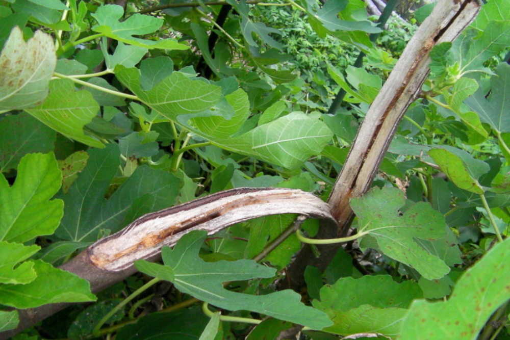 山口県の自然史: 桑やイチジクの木に誘われるキボシカミキリの生態，下関市（ Yellow-spotted Longicorn beetles ...