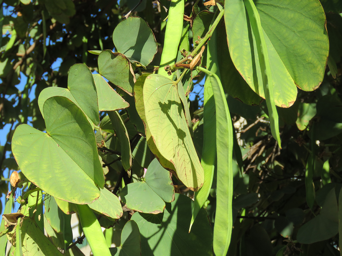 Á R B O L E S (T R E E S) y P A L M E R A S (P A L M S): Bahuinia ...