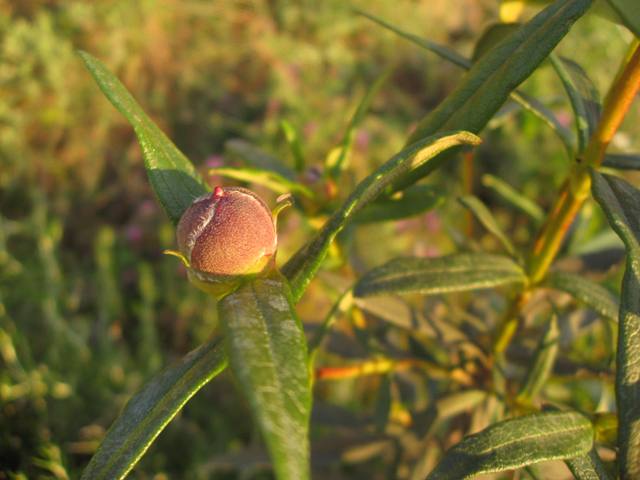 estado de Barrancos: Flora de Barrancos - a flor de esteva