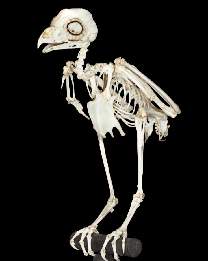 Ornimegalonyx- The biggest owl of all time.