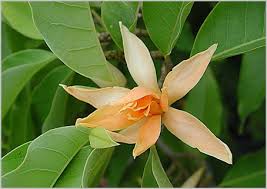 SRI'S NEWSLETTER: Do not use Shenbagam flowers to worship Lord Shiva